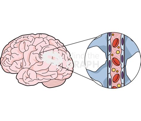 Free Blood Brain Barrier Complete Icons Symbols Pictures And Images