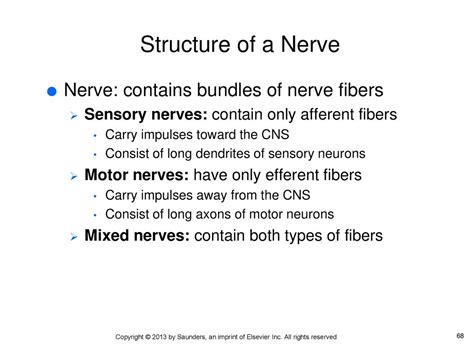 Another Name For A Bundle Of Nerve Fibers Is