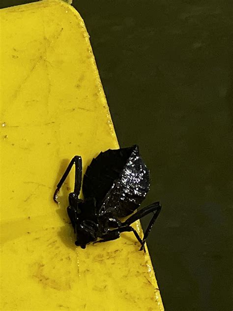 River Bug Id R Whatbugisthis