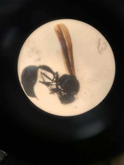 Wasp Under A Microscope R Pic