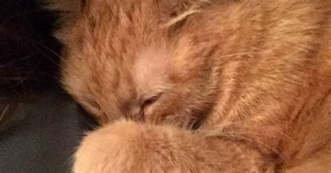 Cuddle Bug Album On Imgur Cuddle Bug Album On Imgur