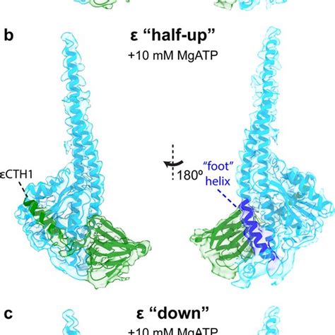 E Coli F1fo Atp Synthase ε Subunit In Three Conformational Download Scientific Diagram