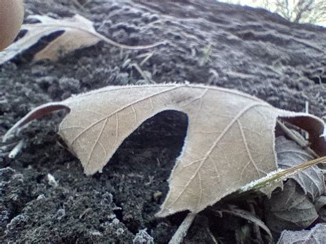 Moto G Play Review A Former Budget King Struggles To Remain Relevant