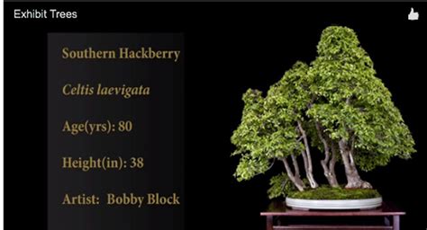 Three Ring Bonsai Circus Bonsai Bark