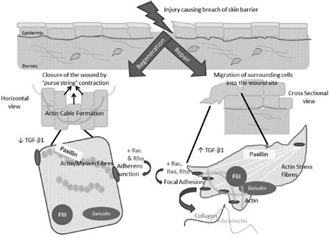 Schematic Diagram Of Differences In Actin Cytoskeleton Organisation And