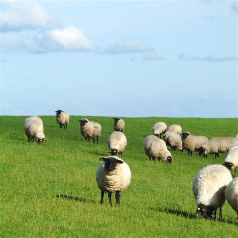 Botulism In Cattle What Farmers Need To Know Llm Farm Vets