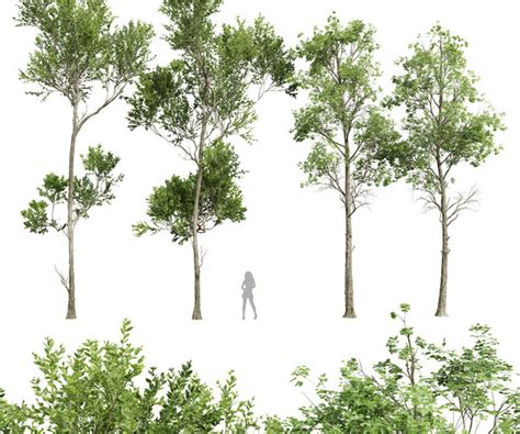 Artstation New Plant Fagus Grandifolia Fagus Sylvatica001 Resources