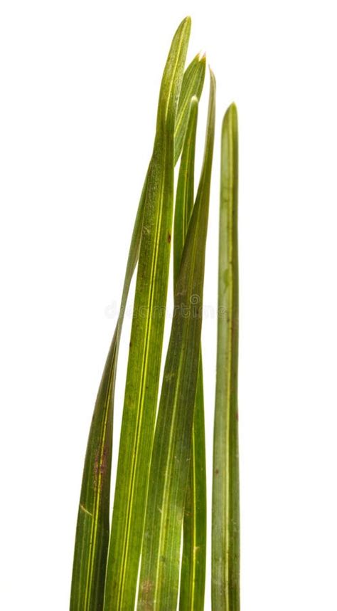 Bundle Of Green Grass Isolated On White Stock Image Image Of Weeds