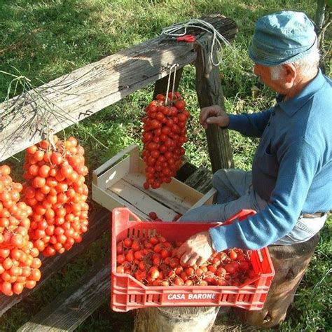 Помидоры - Pomodorino del Piennolo del Vesuvio - Черри Пьенноло Дель ...