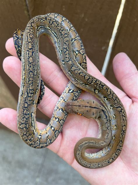 Marble Platinum Het Anery Super Dwarf Reticulated Python By The Trap