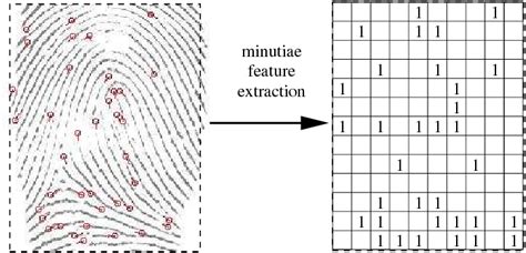 Fingerprint And Extracted Feature Vector Download Scientific Diagram