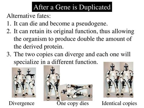 Ppt Gene Duplication Powerpoint Presentation Free Download Id 641837