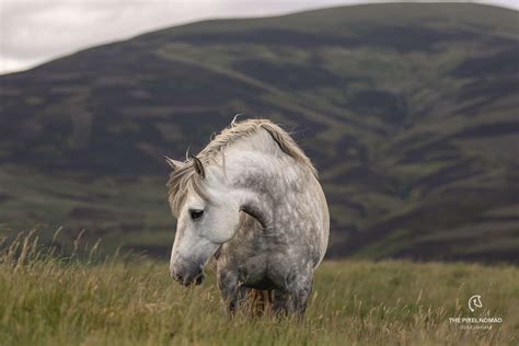Highland Pony — The Pixel Nomad