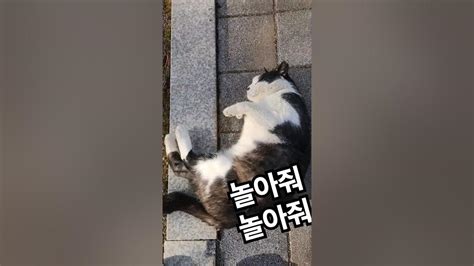 무거운 몸으로 놀아달라고 애교부리는 뚱냥이 Youtube