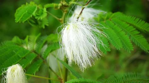 Persian Silk Tree Albizia Julibrissin Flowers Resembling Starbursts Of