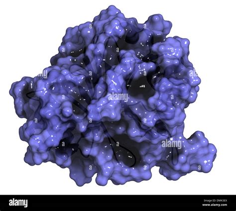 Recombinant Dnase I Dna Cutting Enzyme Dornase Alfa Chemical