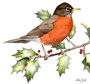 Robin Bird Sketch At Explore Collection Of Robin