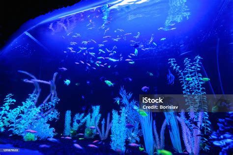 네온 글로우 피쉬 컬러 민물 수족관 네온 빛에 수중 세계 물고기 수족관 흐릿한 배경 선택적 초점 수직 0명에 대한 스톡 사진 및 기타 이미지 Istock