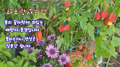 화초랑사는집 짧은봄이 쏜살같이 달아나려 합니다 아쉽게 봄의 끝자락을 잡고있는 배란다 풍경 이에요 꽃파는지니 영상은 당분간 쉽니다 Youtube