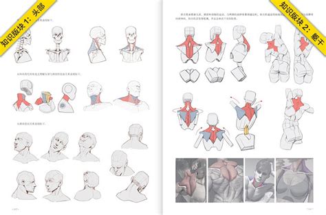 Animation Human Body Structure