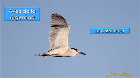 Garza Bruja Black Crowned Night Heron Nycticorax Nycticorax Aves