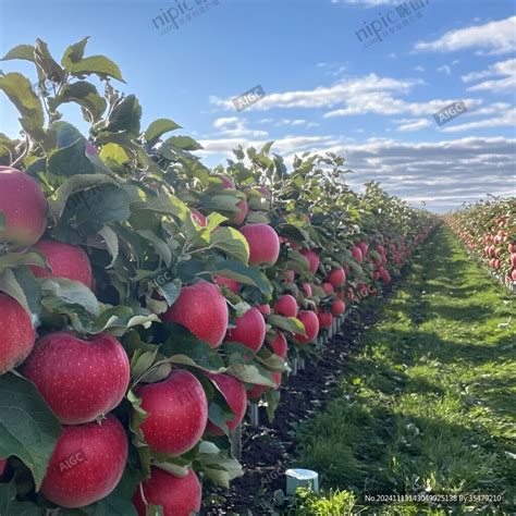 Ai创作图出口苹果种植基地 水果种植苹果种植 新西兰丹烁苹果 苹果出口基地 苹果反光膜农业科技 现代化果园 果园硕果累累 苹果园种植 新西兰火箭小苹果 苹果库果库苹果园 矮化苹果园 果园丰收