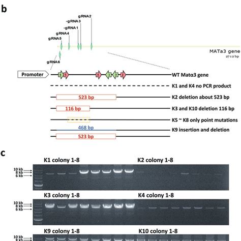 The Matα3 Gene Knockout Transformants And Validation Of Mating Type Download Scientific