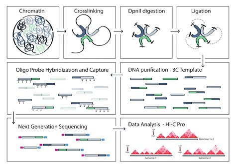 Video Deciphering High Resolution 3d Chromatin Organization Via Capture Hi C