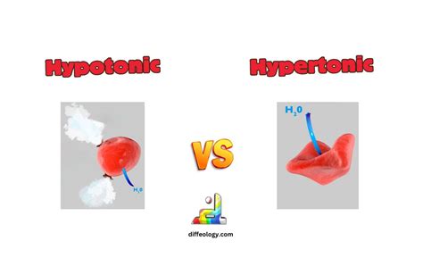Difference Between Hypotonic And Hypertonic Diffeology