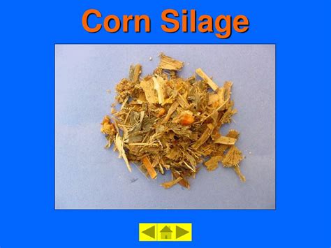 Ppt Feedstuff Identification Photo Session Powerpoint Presentation