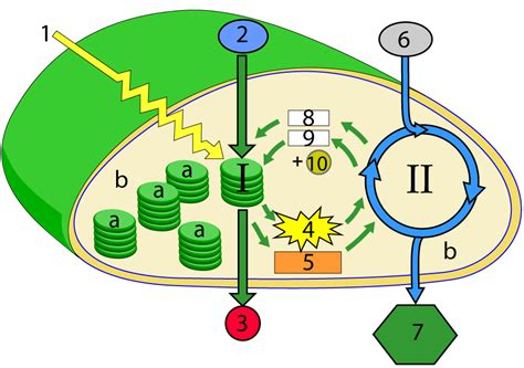 Photosynthesis Review Diagram Quizlet