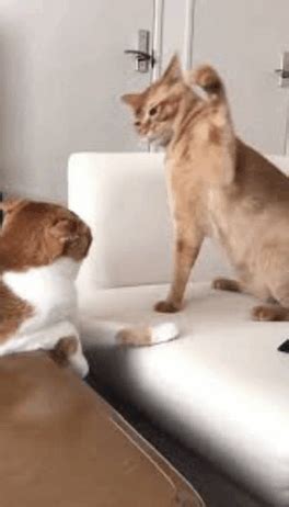 Cat Hitting Meme Cat Hitting Beat Up Discover And Share S