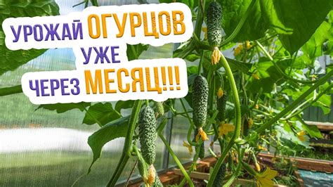 Топ 8 ультраранних сортов огурца. Как получить ранний урожай огурцов ...