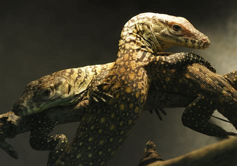 Strange But True Komodo Dragons Show That Virgin Births Are Possible