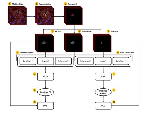 Schematic Of Ml Training And Validation A Multicellular Stack