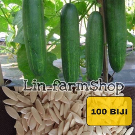 Jual Benih Timun 100 Biji Shopee Indonesia