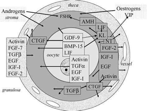 Schematic Drawing Of A Multilayered Follicle Showing Factors Derived