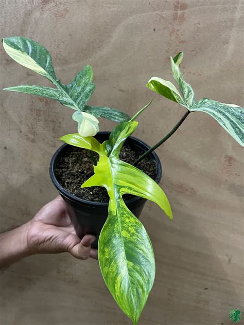 Florida Beauty Plant Philodendron Ubicaciondepersonas Cdmx Gob Mx