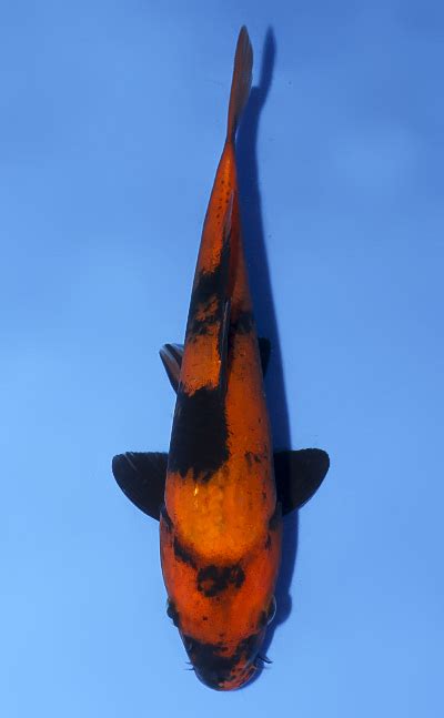 Hi Utsuri Koi X0624a046 Shinoda Koi Farm