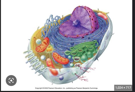 anatomy and physiology lab practical 1 practice diagram quizlet