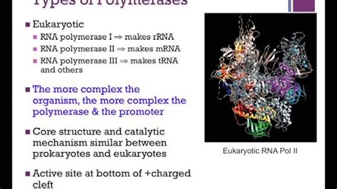 Types And Structure Of Prokaryotic Rna Structure And Function Of Rna