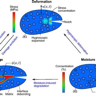 A Coupled Multi Physics Phase Field Model Capturing The Interaction Download Scientific Diagram