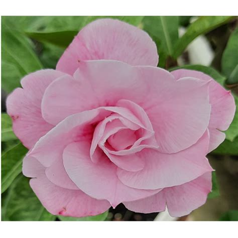 Adenium R4 Nainital Succulents