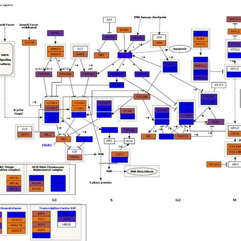 Pathway Visualization Interactive Pathway Visualization Of The Cell Download Scientific