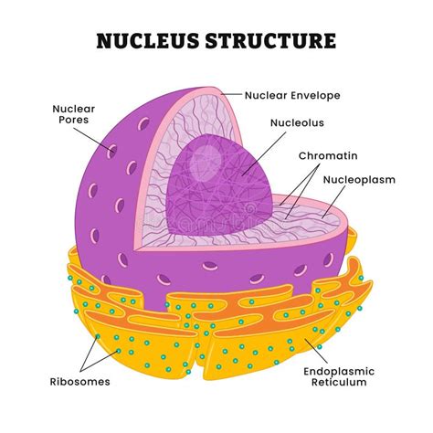 Nucleus Structure Anatomy Diagram Poster Design Labeled Nuclear Pore
