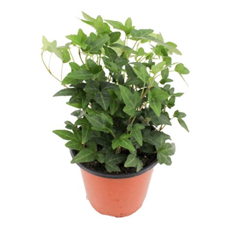 공기정화식물 아이비 홈플러스