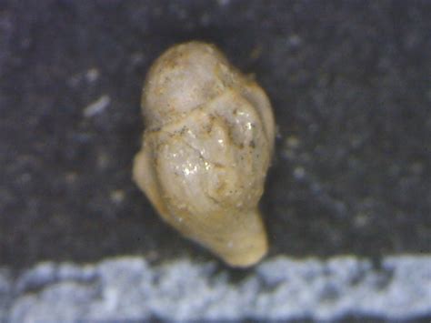 A Micro Cone Snail Fossil General Fossil Discussion The Fossil Forum