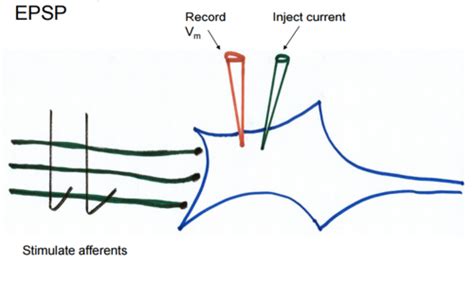 Synapses Flashcards Quizlet