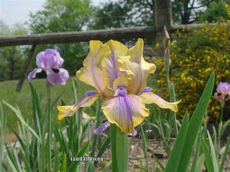 Arilbred Iris Iris Genetic Artist In The Irises Database