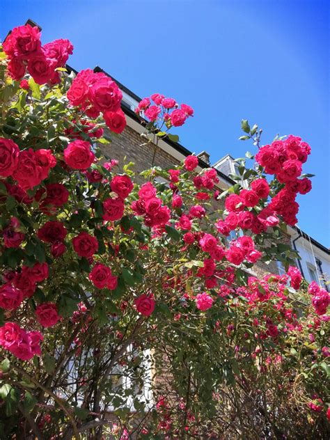 Ann Louise Wall Mapp Theoretical Framework